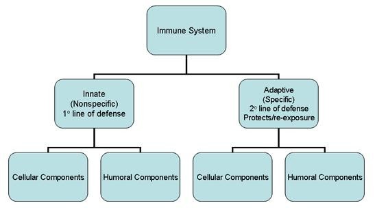 Introduction to the Components of Immune System :: Immune System
